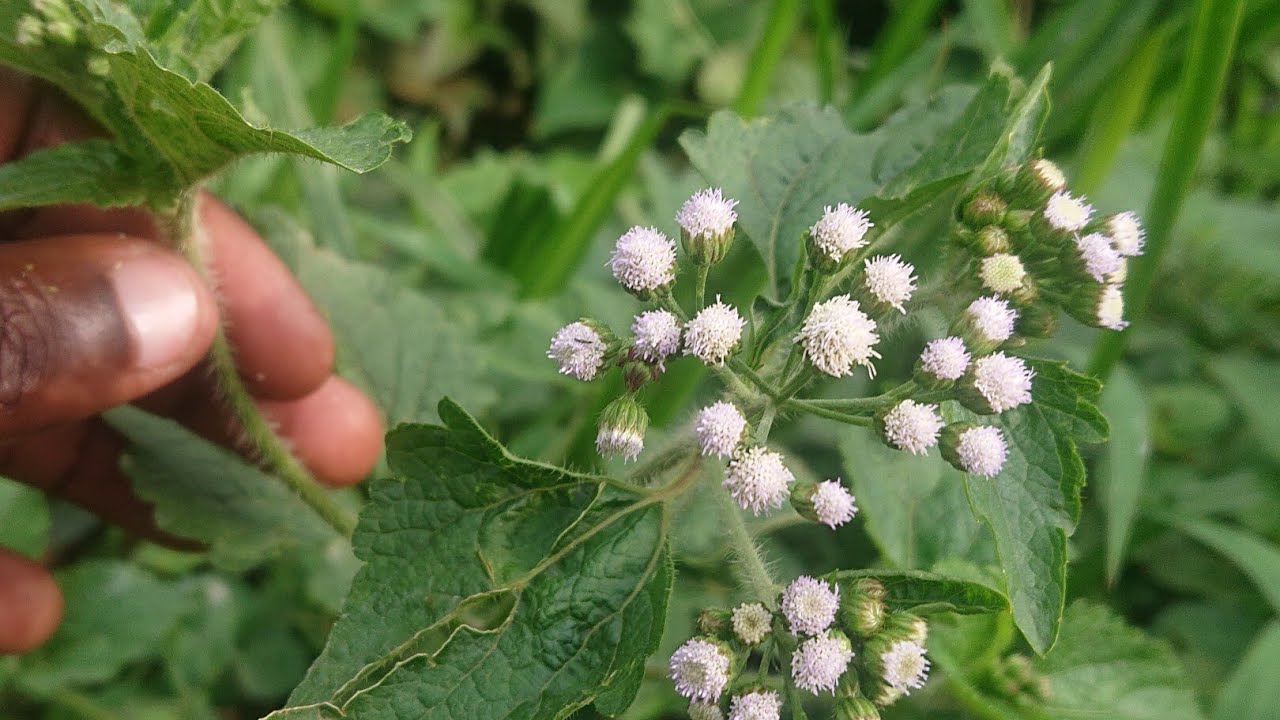 Kola Bino Okufuna Olubuto Amangu Eddagala lya Feelings Obwagazi ...