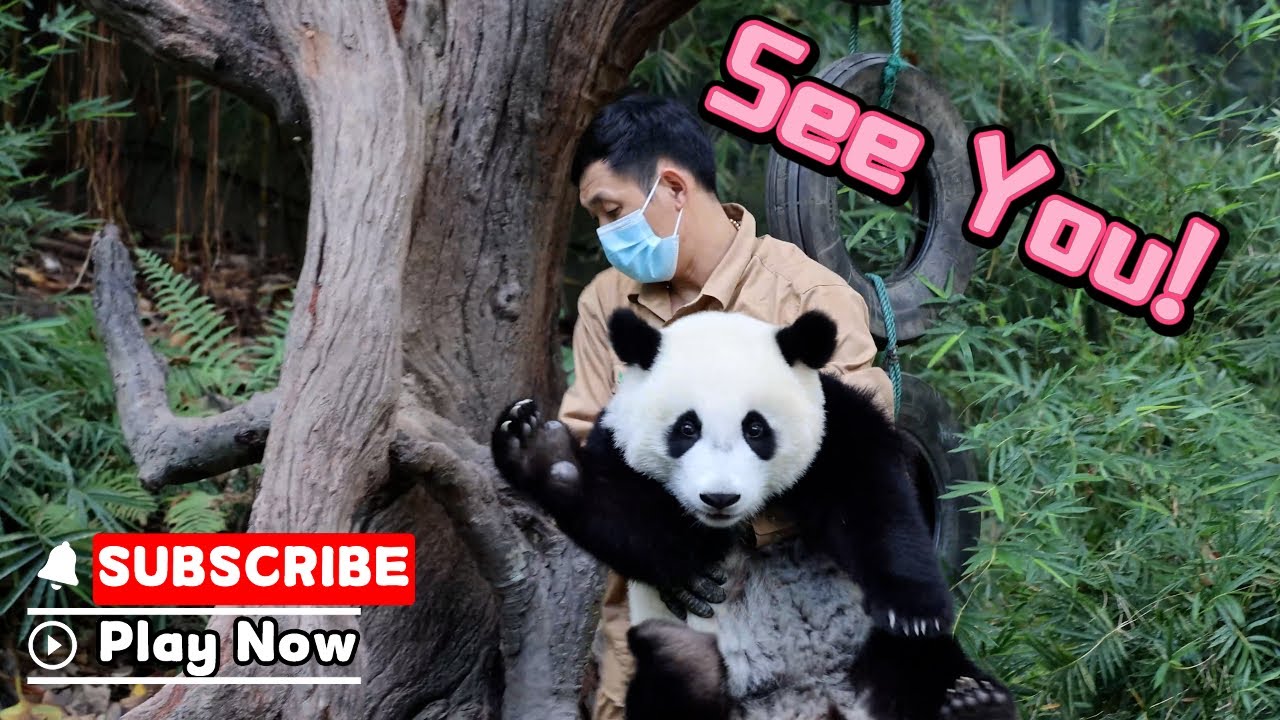Tomorrow, Same Time, Same Place. Don’t Be Late! | iPanda - YouTube