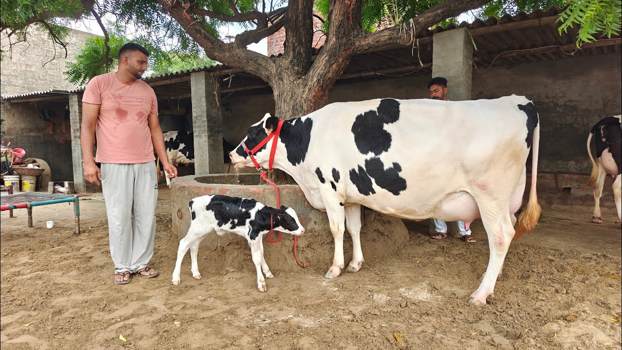 Top Class Cow for Sale, ਬਹੁਤ ਸੋਹਣੀ ਵਹਿੜ ਨਾਲ ਵੱਛੀ ਵਿਕਾਊ - YouTube