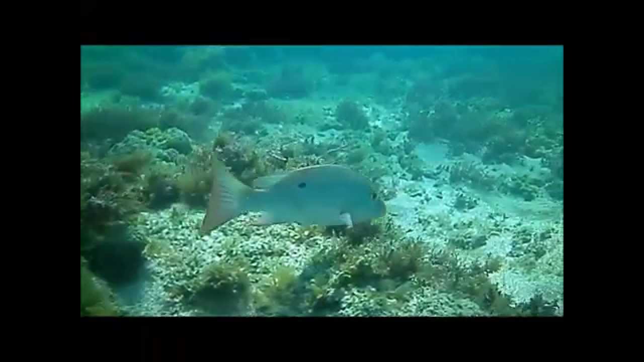 SS Breconshire Shipwreck ("The Boiler") Ocean Grill Vero Beach - YouTube