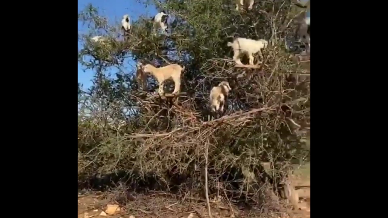 Guy shows goats in a tree. - YouTube