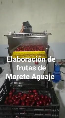 Morete Aguaje, planta Frutimas Morevid,en puyo Pastaza Ecuador - YouTube