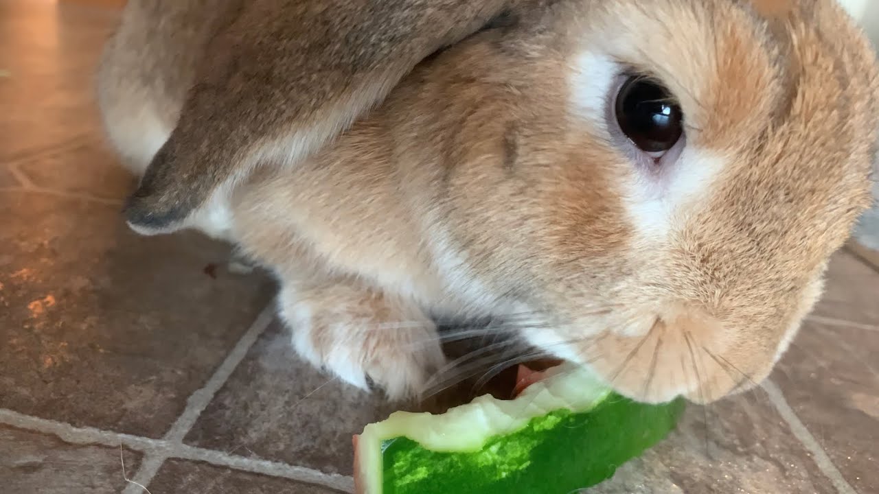 Cute Rescue/Foster Bunny/Rabbit Eating/Chewing on Watermelon Rind ASMR ...
