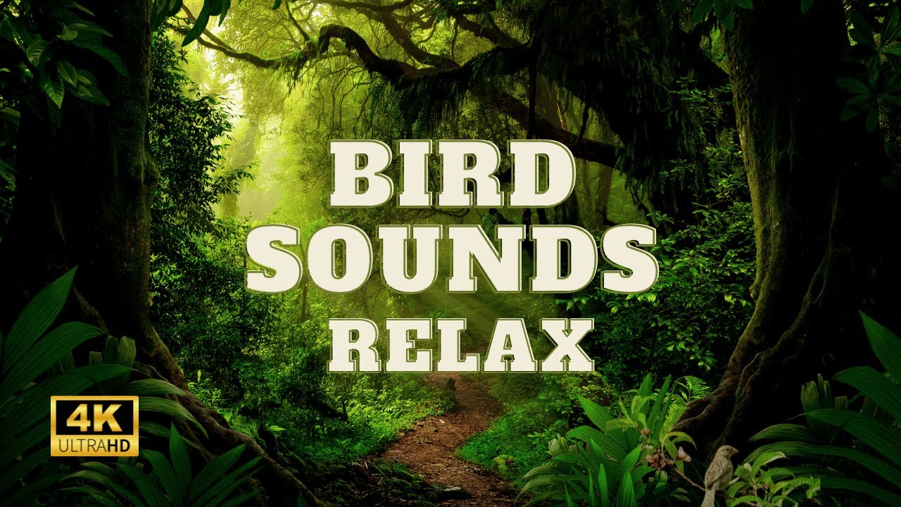 Bırd Sounds Relax - Monoman .beautiful comment section peaceful ...