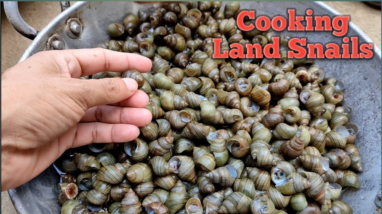 Cooking Water Snails/Eating Ghonghi/Escargots Dish/ Fishing Man - YouTube