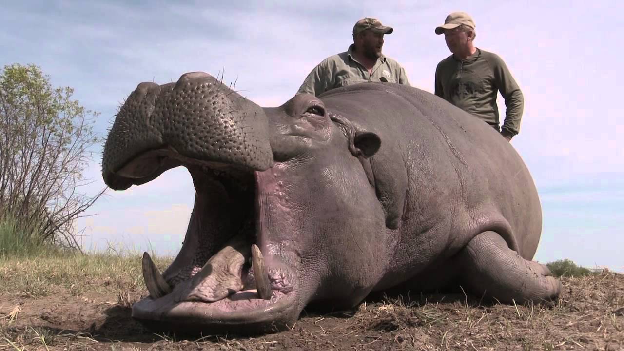 Hunting Caprivi Hippo - 2015 - YouTube