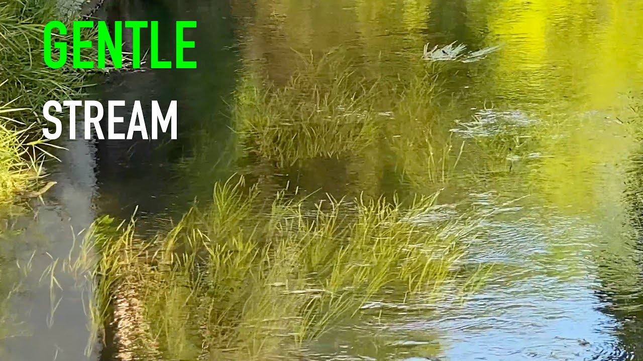 Gentle Stream Calming Stream Peaceful Stream 4K - YouTube