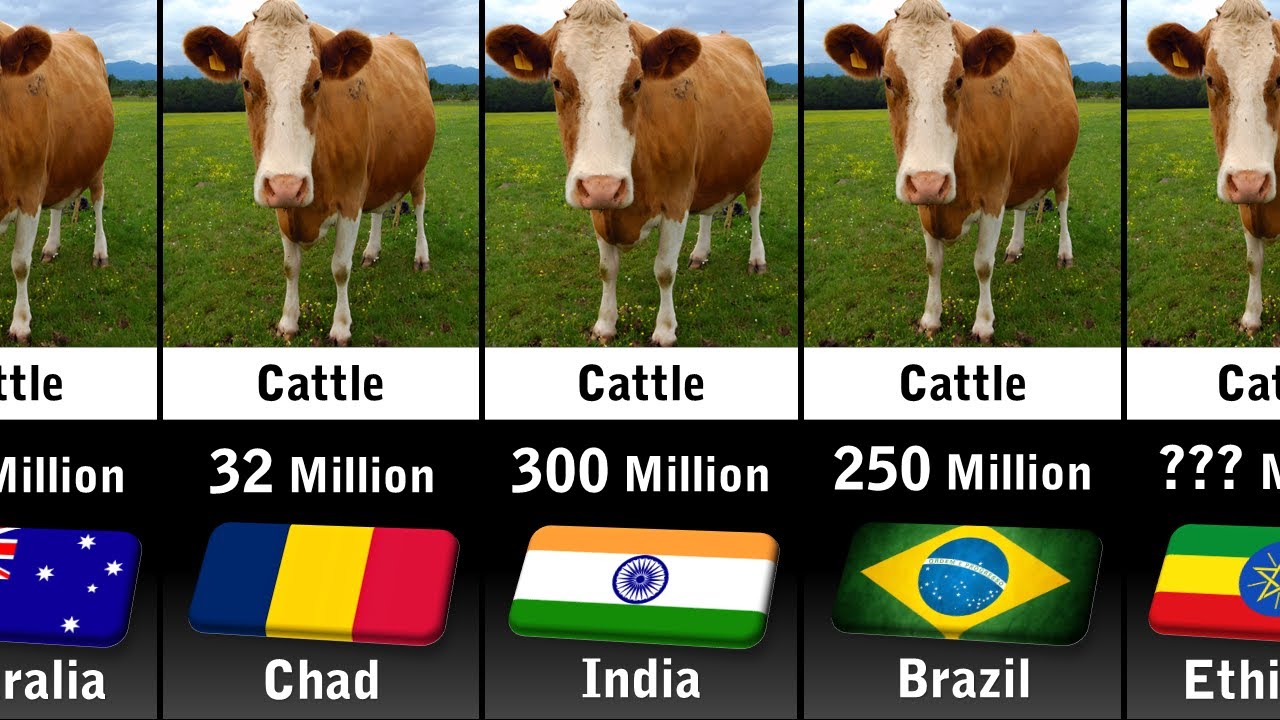 Cattle Population by Country 2023 - YouTube