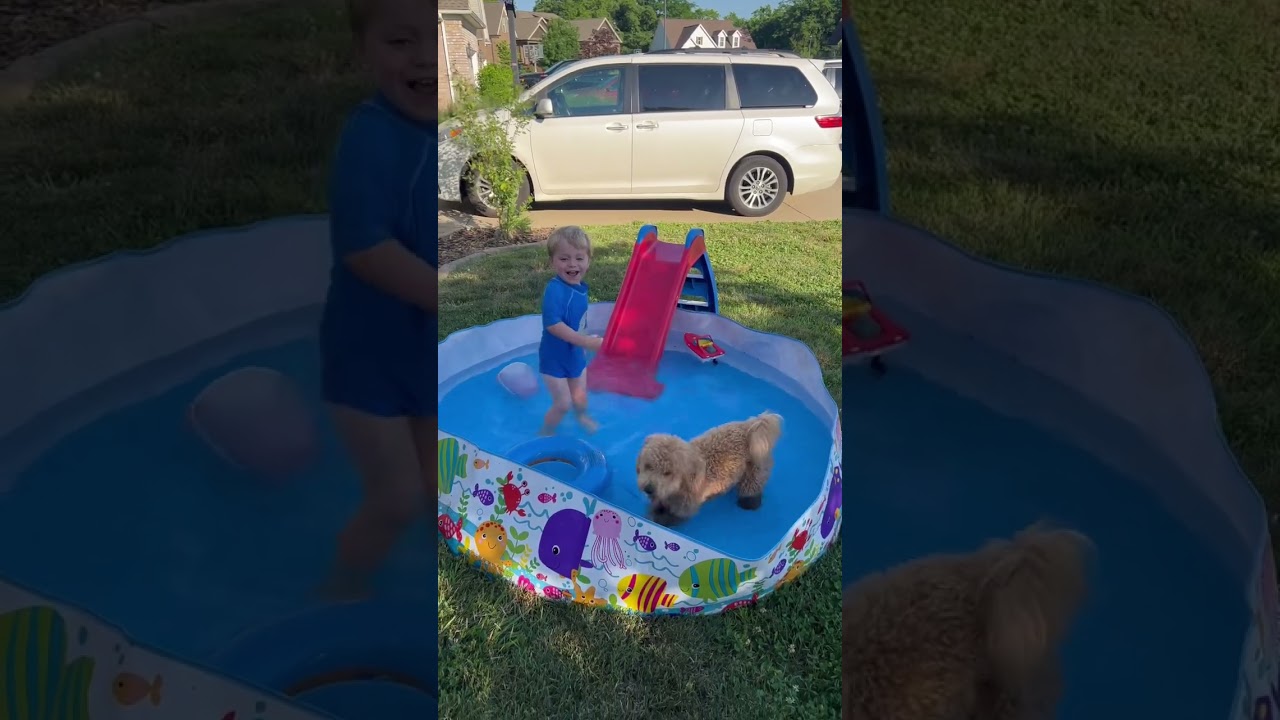 Puppy Play YouTube puppy-play-youtube