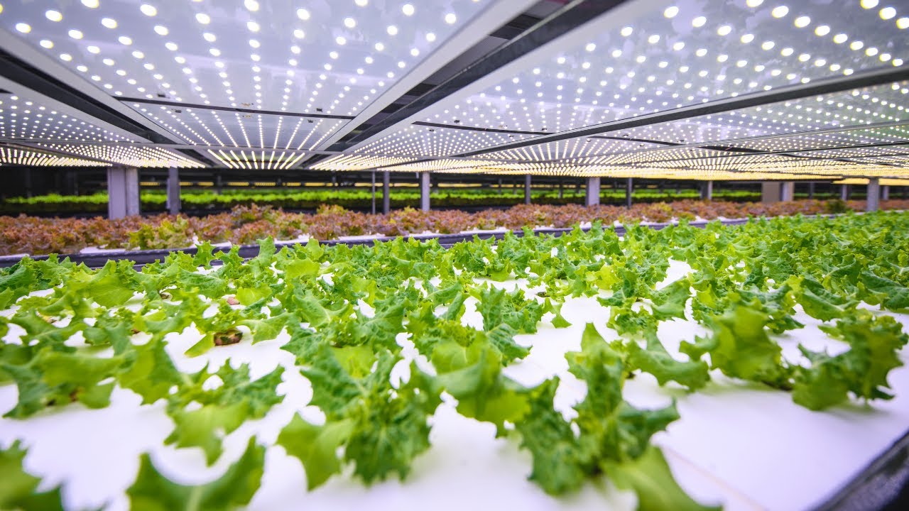 Revolutionizing Agriculture: Exploring Soilless Farming Techniques ...