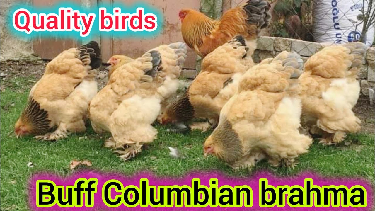 Brahma chickens breeds | buff Columbian brahma chicken | buff brahma ...