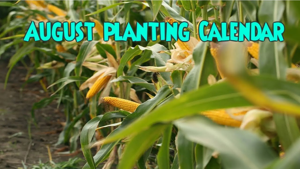 August Gardening Calendar | Organic Gardening | Vegetable Gardening ...