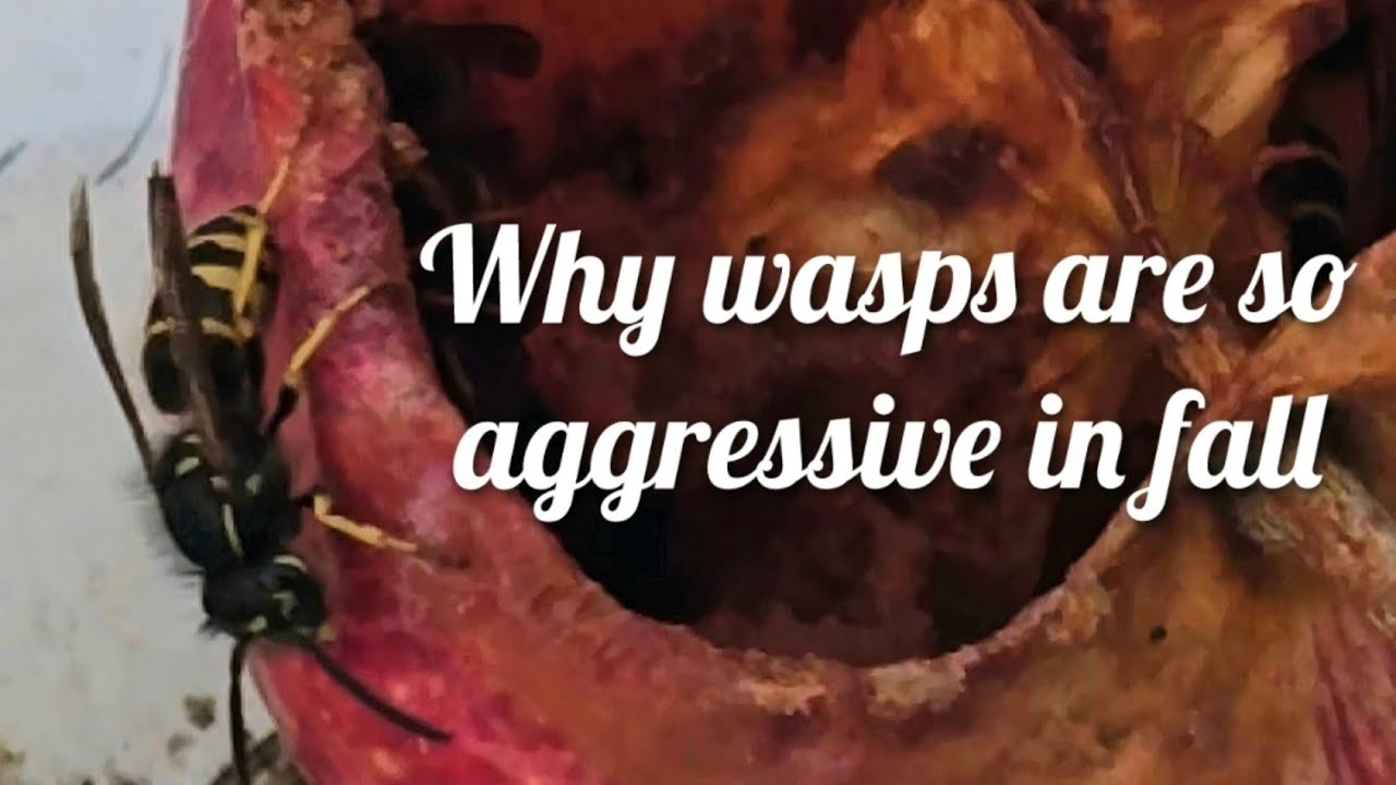 Why wasps are so aggressive in fall #gardening #wasp #sting #insects # ...