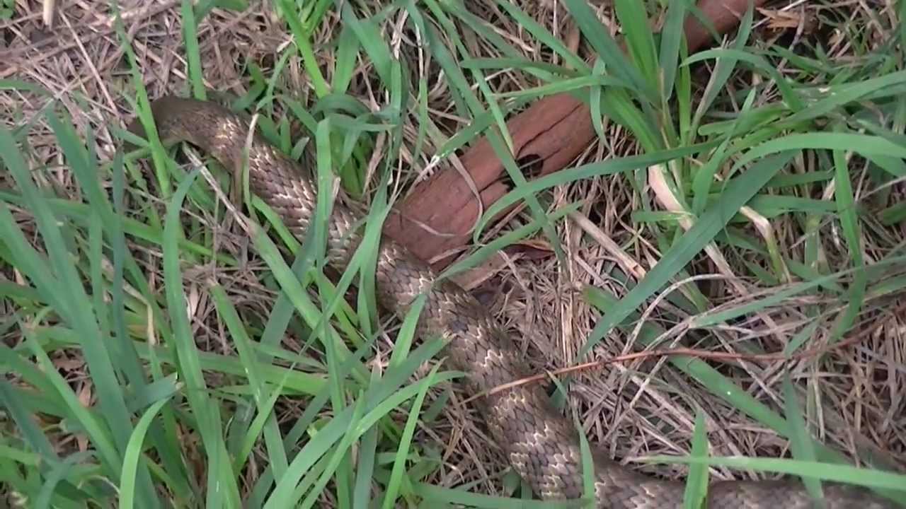 TIGER SNAKE searching for prey - YouTube