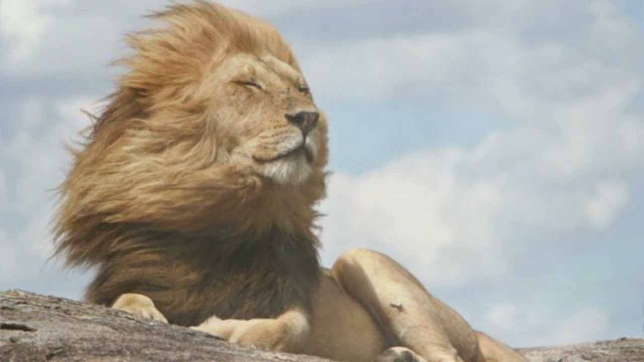 Lion Free Stock Footage in Hd | Copyright Free Lion Video | No ...