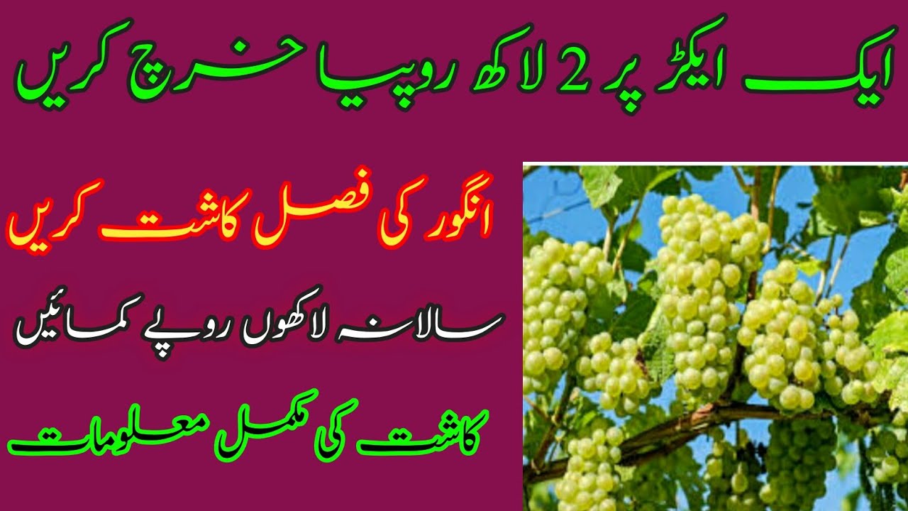grapes farming in Pakistan angoor ki kasht healthy okara rai zia - YouTube