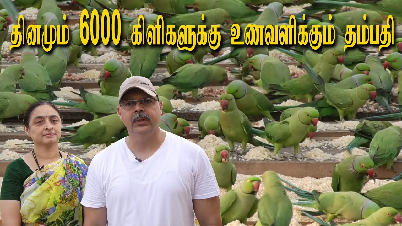 Xclusive interview with birdman Sudharsan | Parrot House in Chennai ...
