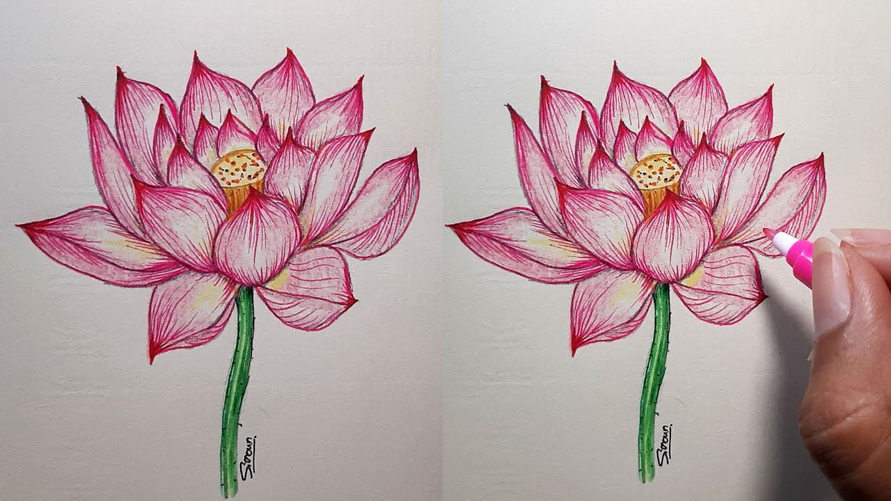 How to Draw Lotus Step by Step | Lotus Drawing Easy | Lotus Flower in ...