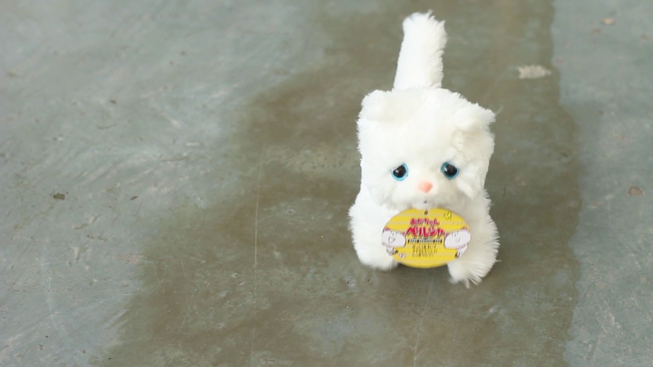 IWAYA : Baby Persian Cat 3127-2 - YouTube