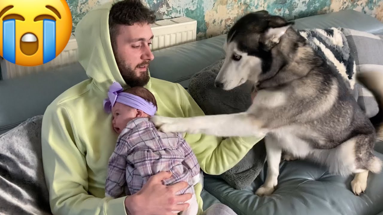 Husky Breaks Into Room To Cuddle Newborn Baby & Dad!! [NEEDIEST HUSKY ...