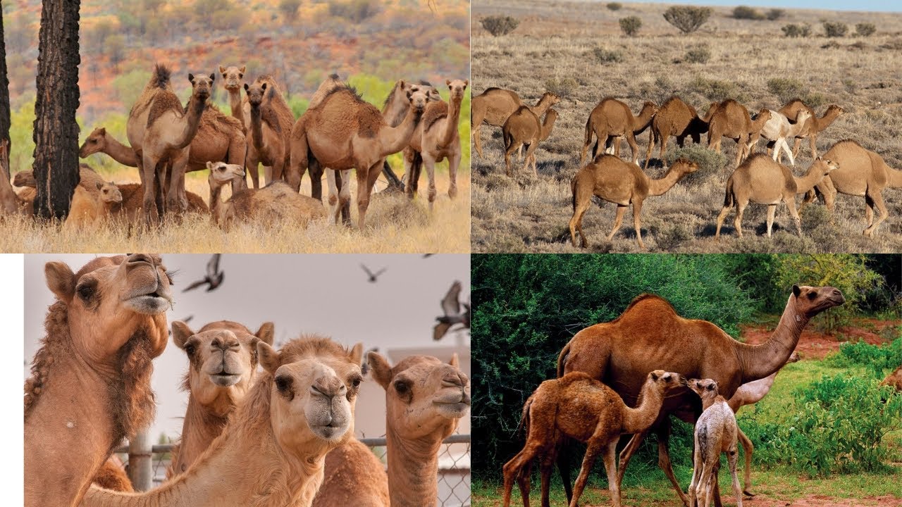 Beautiful camels eating grass#world animal and birds#camel#animal - YouTube