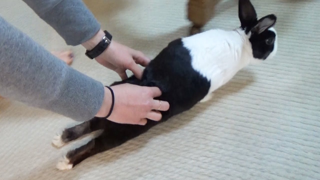 Rabbit splooting faster and faster - YouTube