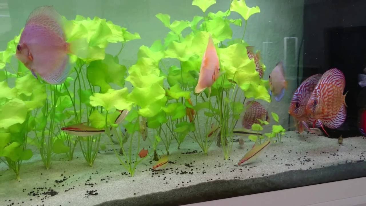 Mit discus fisk akvarie i juli 2016 - YouTube