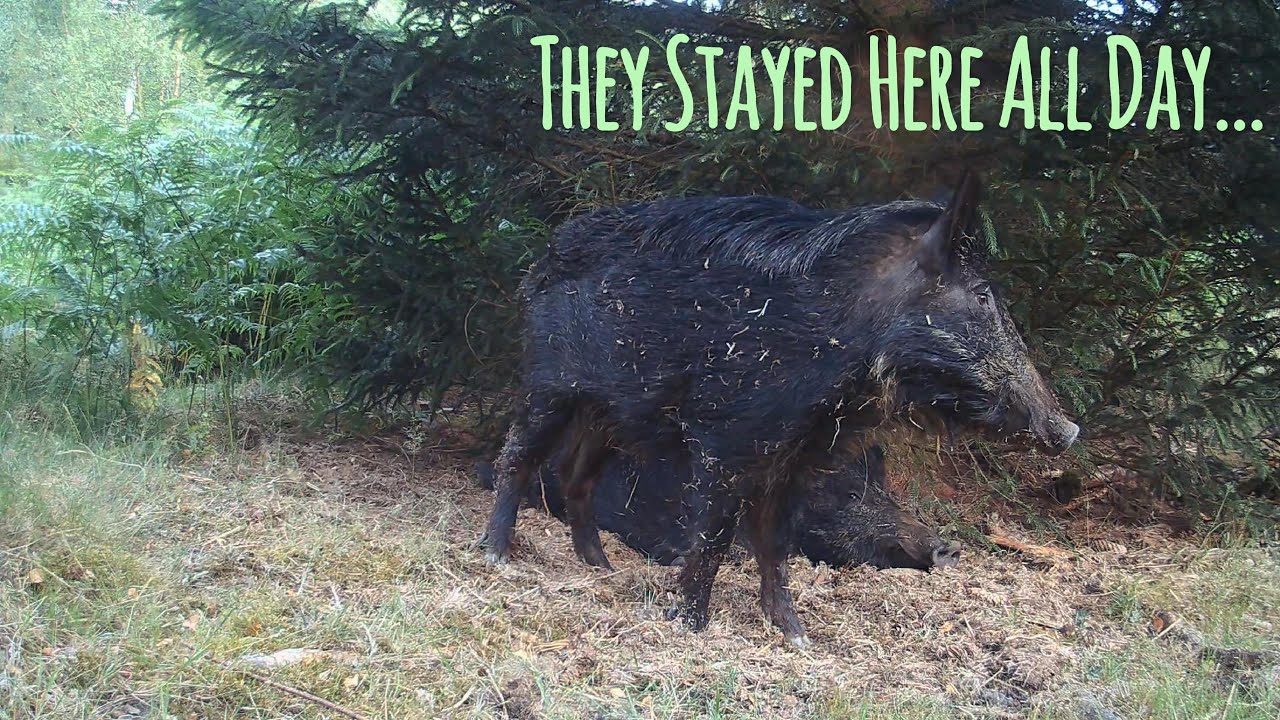 12 Hours with a Wild Boar Family – Rare Trail Camera Footage! - YouTube