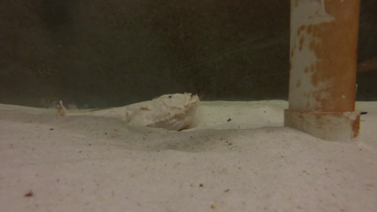 Monkfish feeding: Introducing live specimens into tank: Example 2 - YouTube