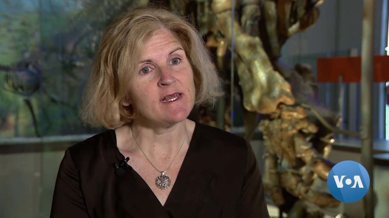 Smithsonian Museum Wows with Fossils Going Back Billions of Years - YouTube
