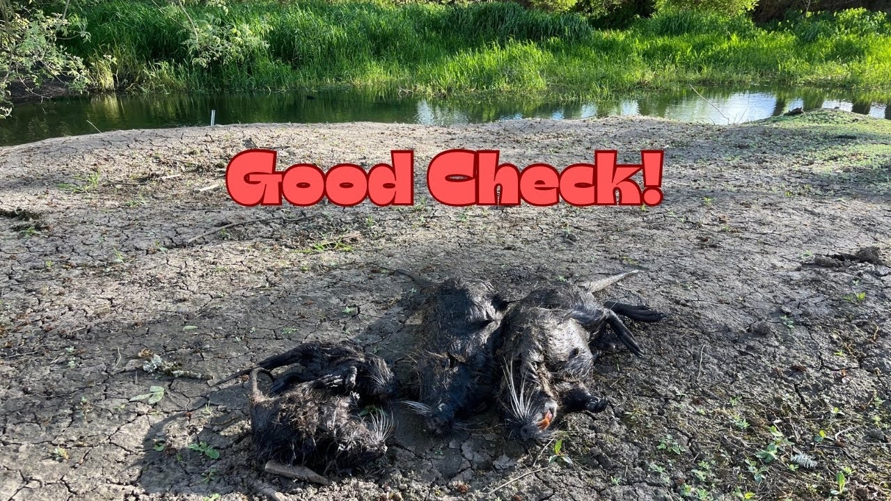Nutria Trapping New Property Check 3 #nutria #trap #oregon - YouTube