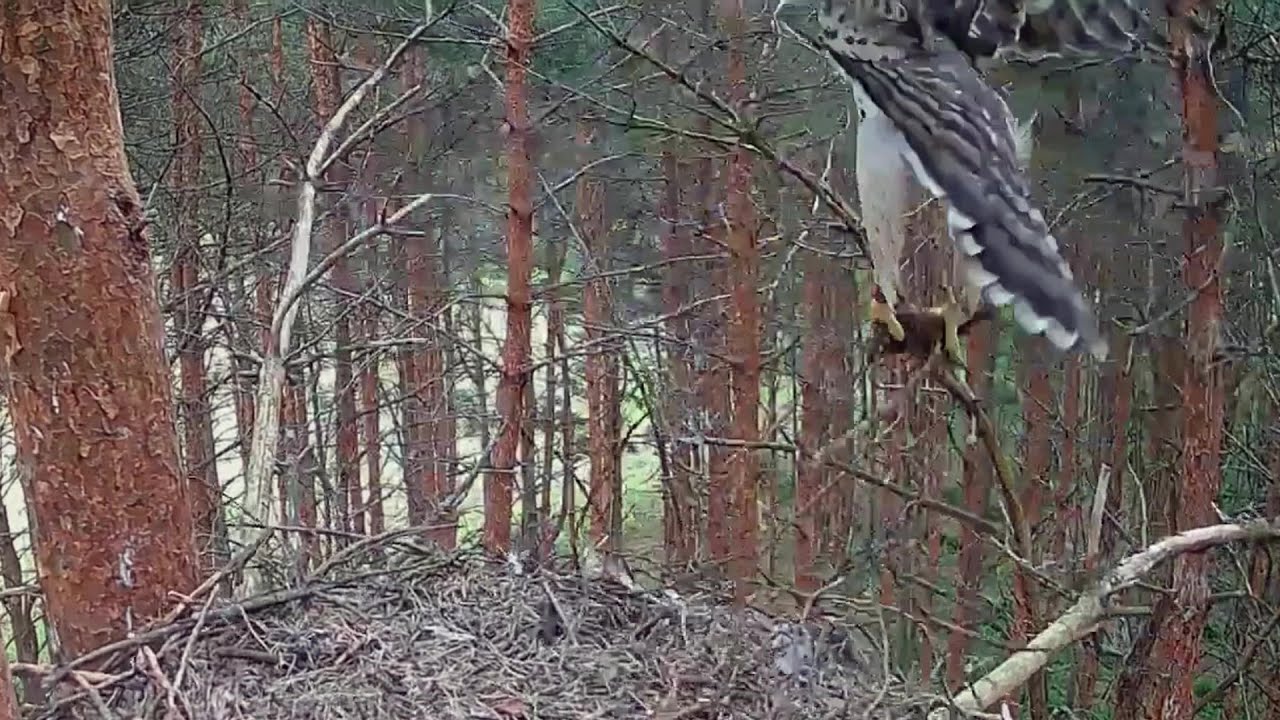 Kanakull Accipiter gentilis~😮😎Juvenile pirouettes with the prey in its ...