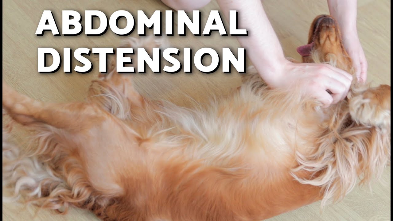 8 REMEDIES to REDUCE BLOATING in DOGS 🐕💨 - PetsBlogLive