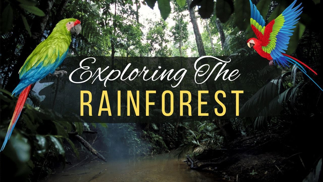 Exploring the Rainforest: Fun and Educational Adventure for Kids - YouTube