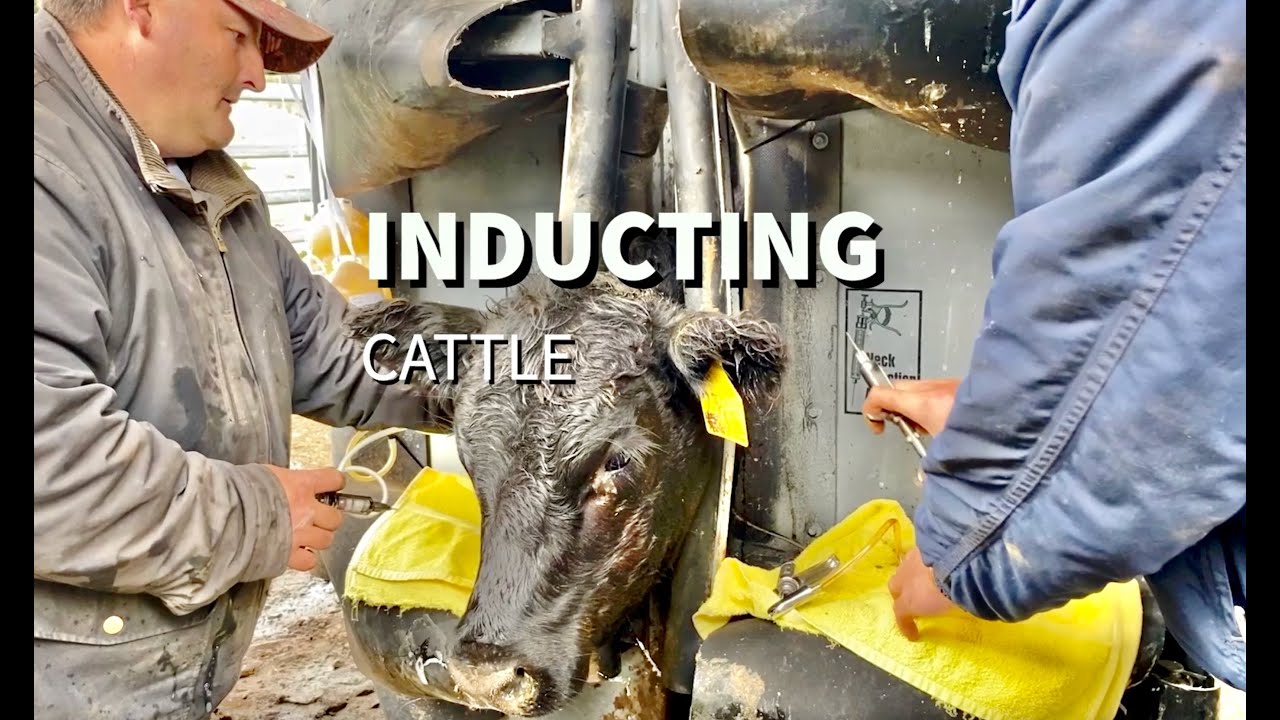 Inducting Cattle - 7 treatments in under 30 seconds in a Silencer ...