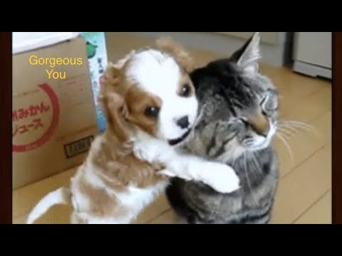 Cute WhatsApp Status Video❤️❤️|Gorgeous You|