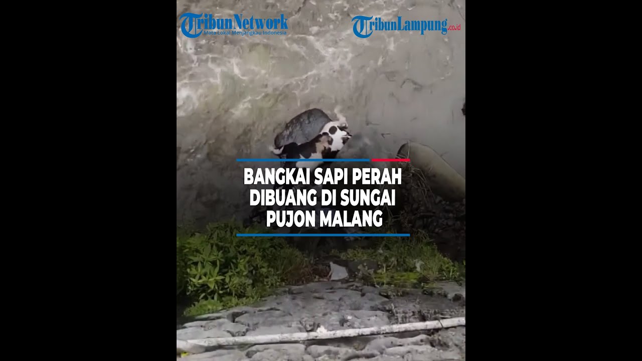 Bangkai Sapi Perah Dibuang di Sungai Pujon Malang ...