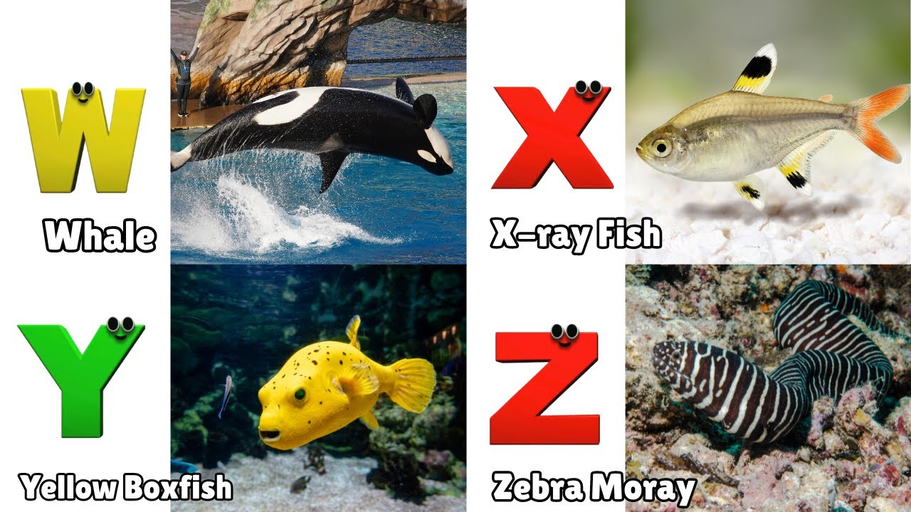 Sea Animals Alphabet Song | Learn The Names of Sea Animals | Alphabet ...