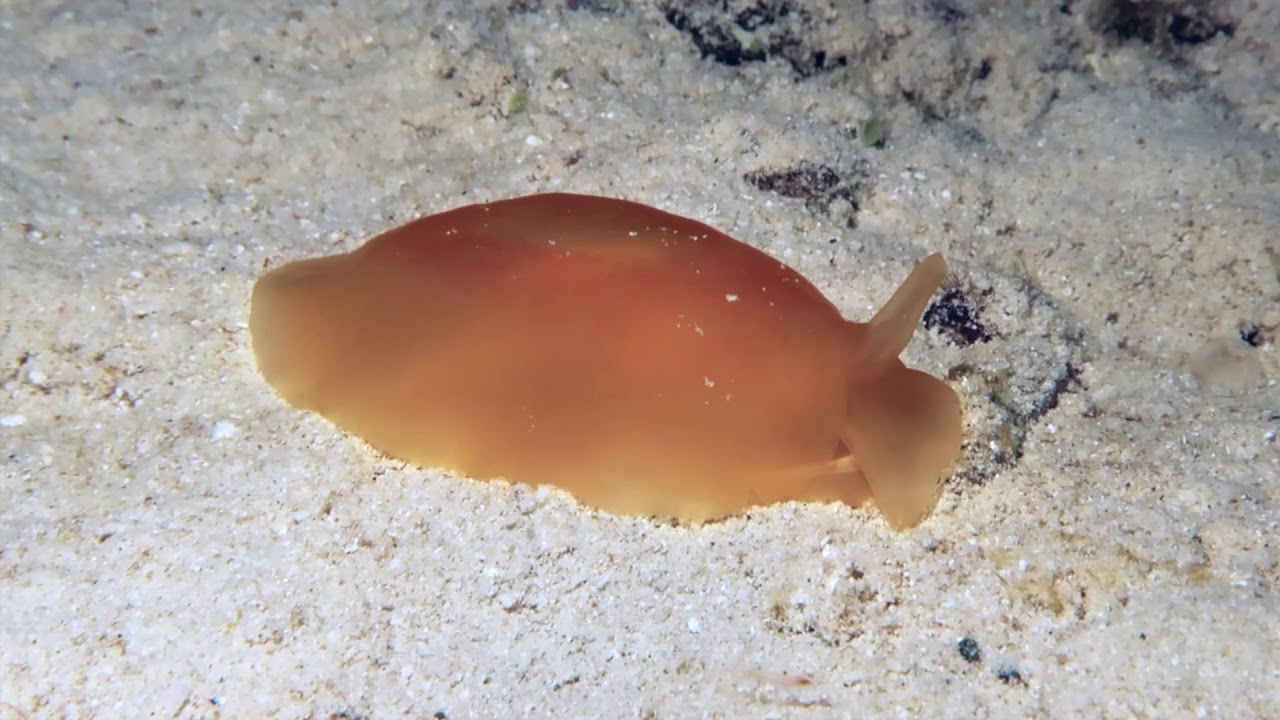 Apricot Sidegill Slug - Bonaire - YouTube
