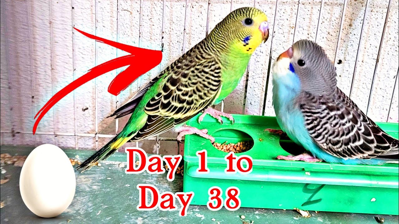 BUDGIE GROWTH STAGES | day by day |Growing up baby budgie - YouTube