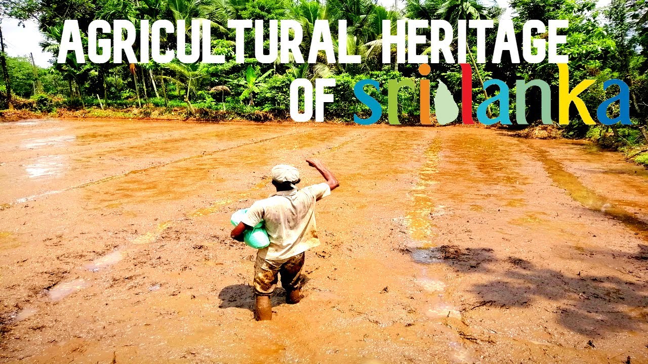 Sri Lankan Agricultural Heritage | Sri Lankan Village life | Sri Lanka ...