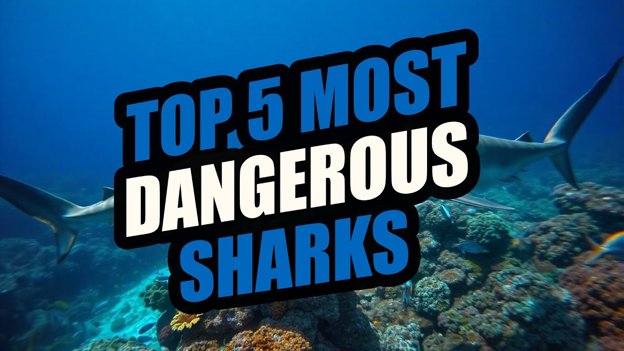 Top 5 Most Dangerous Sharks: The Ultimate Ocean Predators - YouTube