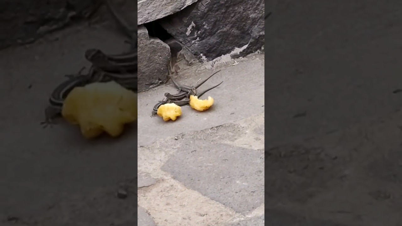 Hungry Lizards - YouTube