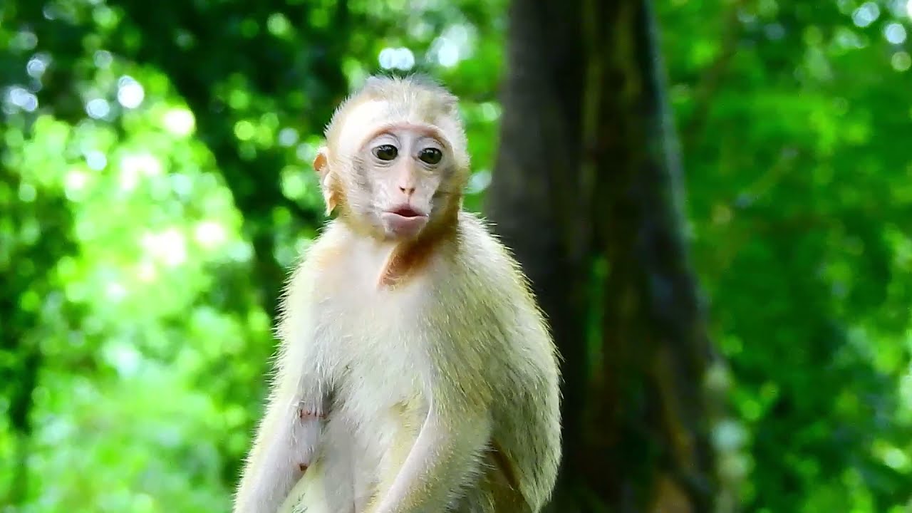 Baby Monkey Crying | Cute Baby Monkey Candy Cry - YouTube