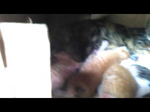 Ibu menyusui 5 anak sekaligus