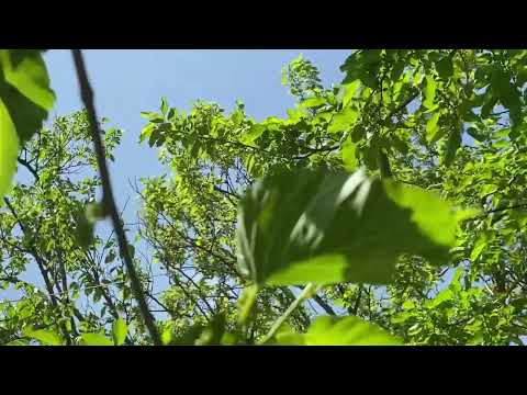 Ata ocağında səhər çağı-möhtəşəm ansambl😊👍