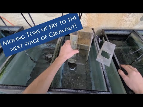 Fry Day, moving Tons of fry to bigger tank! - YouTube
