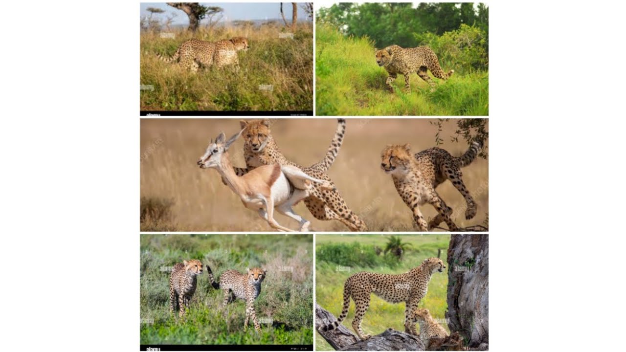 Cheetahs brothers spot deer in field, it's a crucial moment,as they are ...