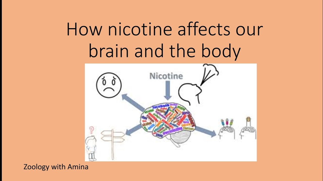 How nicotine affects our brain and body | Action of nicotine on Nervous ...