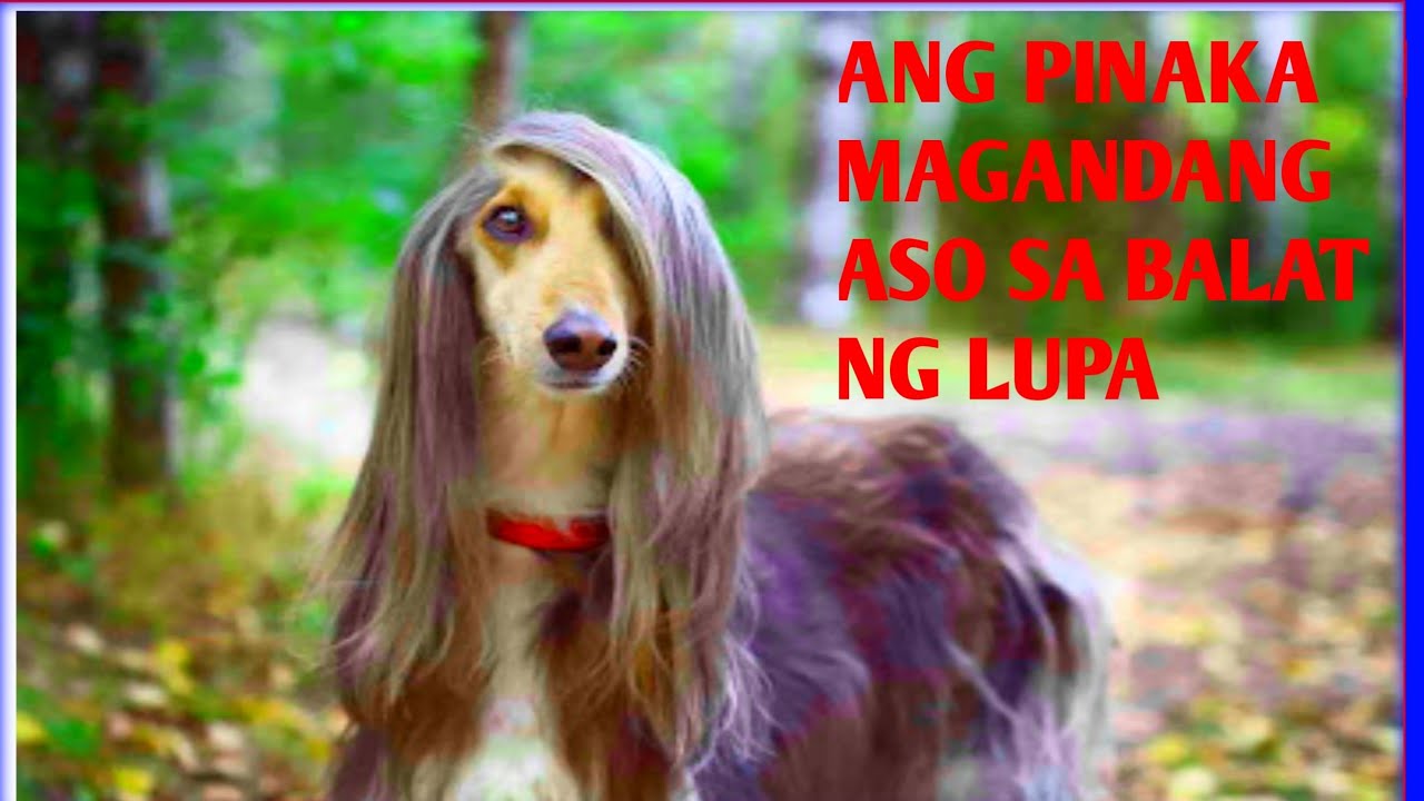 Ang pinakamagandang aso sa balat ng lupa |#reekeedesilva#sabalatnglupa# ...